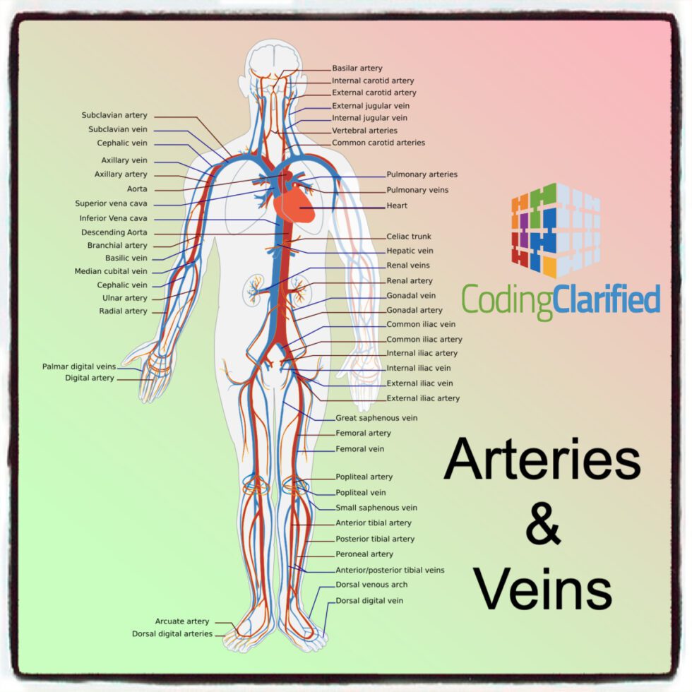Medical Coding Arteries and Veins | Coding Clarified