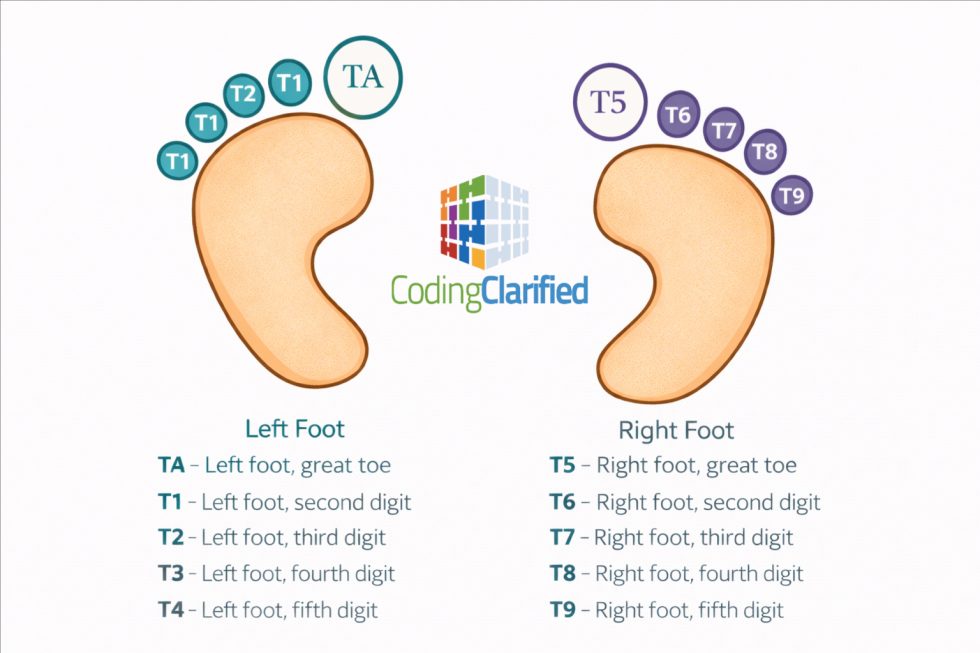 Medical Coding Anatomical Modifiers | Coding Clarified